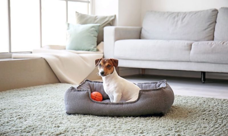 Cómo preparar el hogar para un nuevo perro - Mascotas Magazine